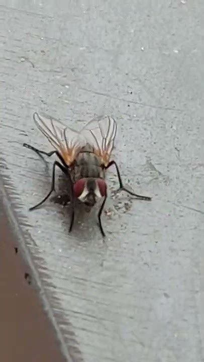 파리 점심 과일즙이 마른 얼룩으로 식사중 Youtube