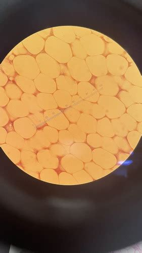 Tissues Lab Practical 1 Flashcards Quizlet