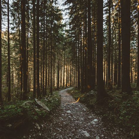 Pathway Wallpapers Top Free Pathway Backgrounds Wallpaperaccess