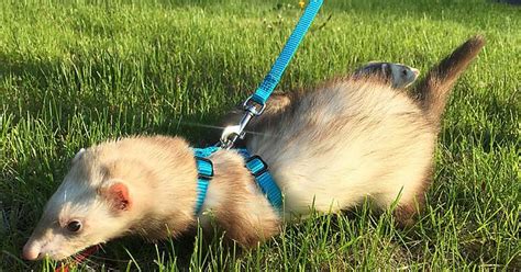Ignore Responsibilities Look At My Ferrets Playing Outside Album On