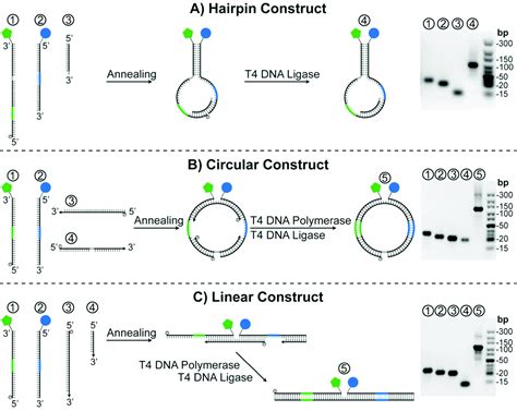 Modular Assembly And Encoding Strategies For Dual Display Dna Encoded Chemical Libraries