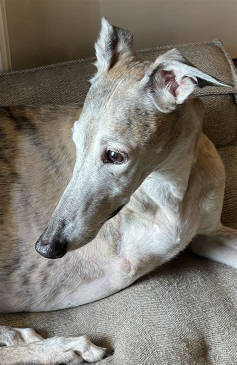 Gabby The Greyhound After Amputation