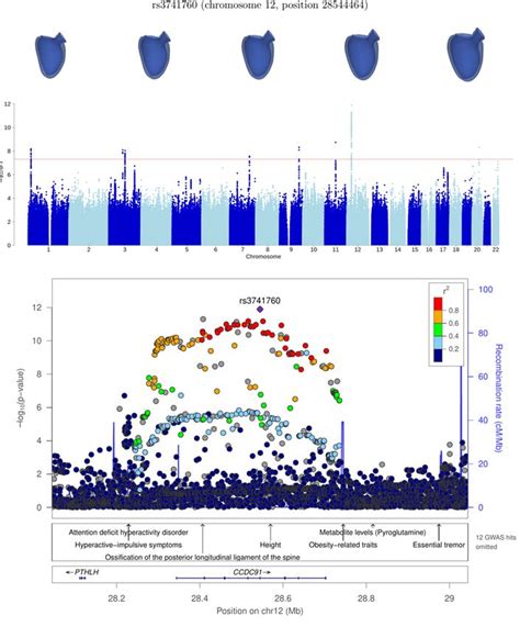 Unsupervised Ensemble Based Phenotyping Helps Enhance The