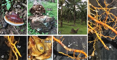 Examples Of Basal Stem Rot BSR Symptoms Observed In The Field And Download Scientific Diagram