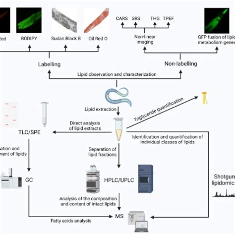 Overview Of Different Strategies And Common Methods To Analyze Lipids