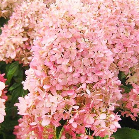 Гортензія Magical Sweet Summer 🌸 - купити саджанці в горшках в Україні ...