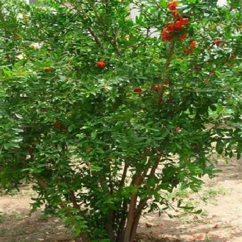 丛生花石榴 花灌木类 绿化苗木 苗木批发 沭阳县广汉园林苗木场