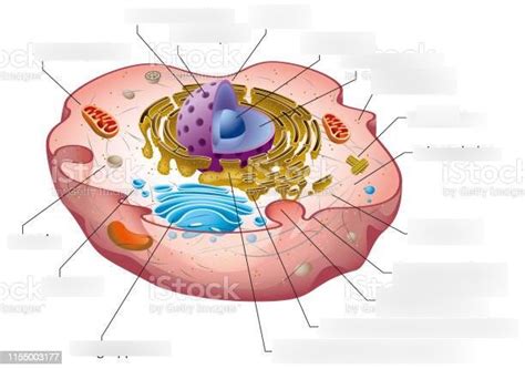 L2 Cell Types And Subcellular Structures Diagram Quizlet