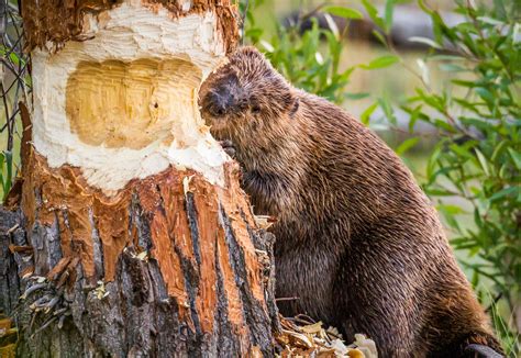 Why Does The Beaver Have A Flat Tail Awbr
