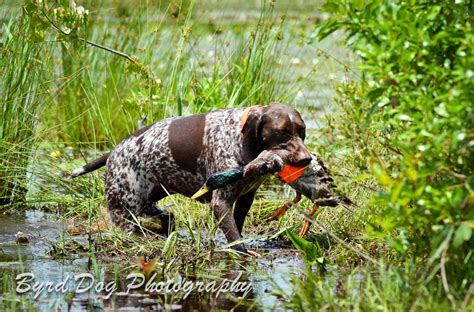 German Wirehaired Pointer Duck Hunting