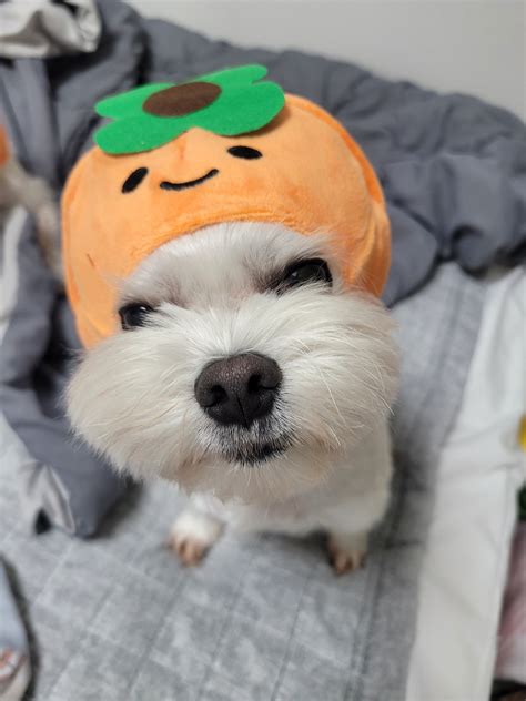 다이소 모자 천원하길래 샀는데 이거 맞아 스퀘어 카테고리