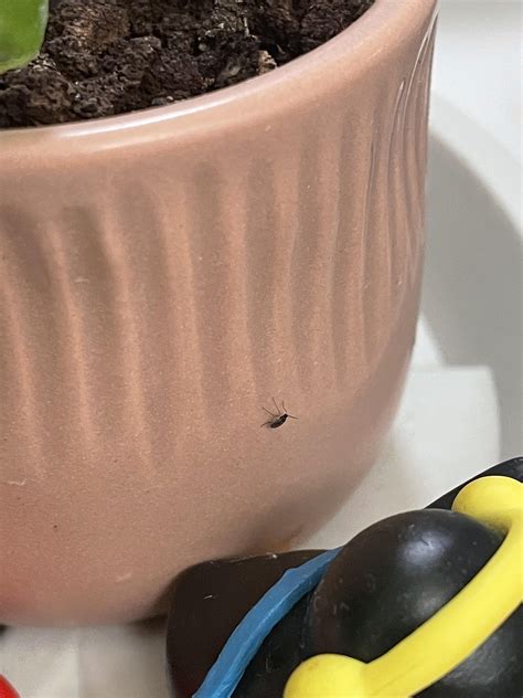 So Many Bugs Help R Insect