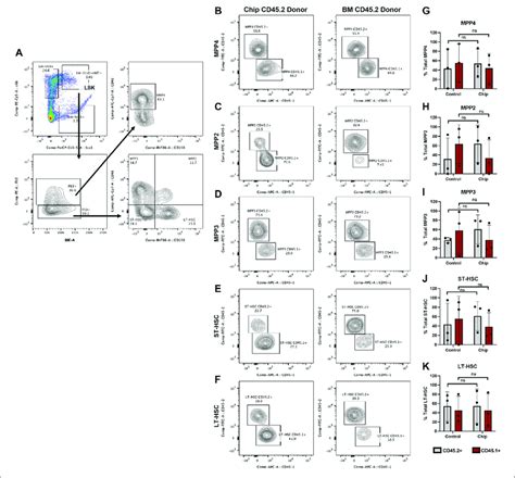 Repopulation Of Myeloid Biased Mpp2 And Mpp3 Lymphoid Biased Mpp4 Download Scientific