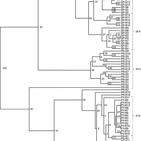 Nucleotide Sequences Of The Inter Simple Sequence Repeat Issr Download Scientific Diagram