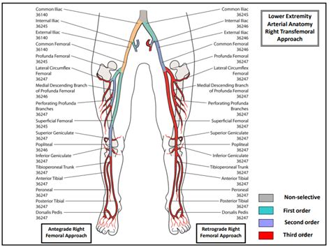 Coding Abdominal Aortography And Lower Extremity Angiography