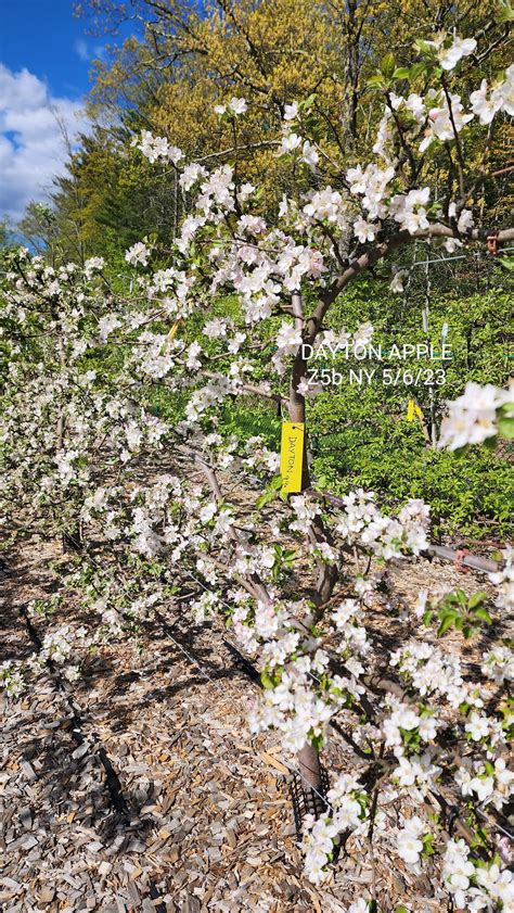 Spring In The Orchard Pictures Growing Fruit