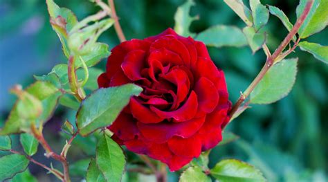 Roses Thorns And Prickles Explained Rosaholics