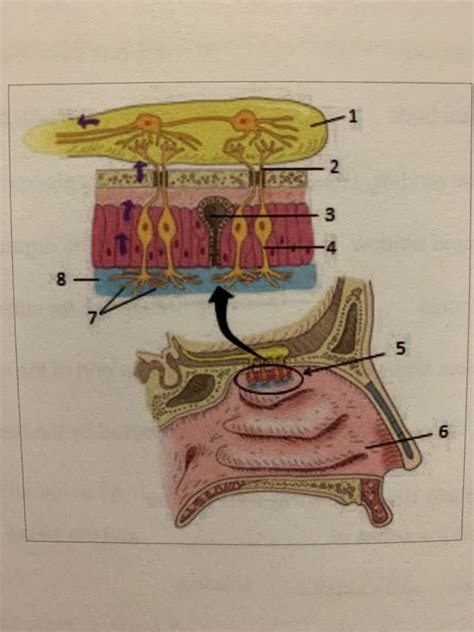 Labeling Sense Of Smell Olfactory Epithelium Diagram Quizlet