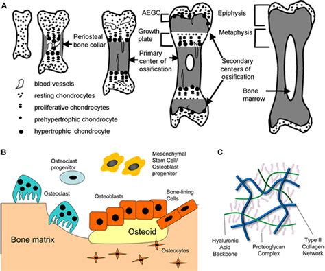 Overview Of Bone And Cartilage Ecm A Endochondral Ossification Model
