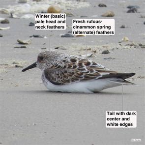 Sanderling Photographic Identification Guide