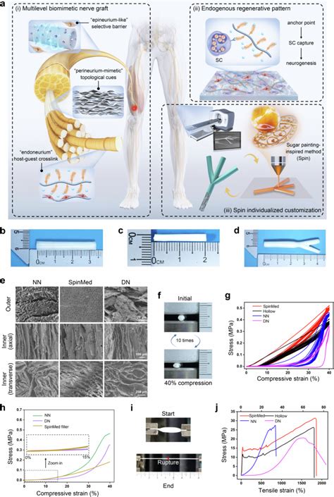 通过增材制造进行多级神经模拟个体化移植，以实现有效的组织修复 Nature Communications X Mol
