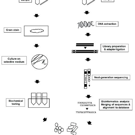 Pdf Advantages And Limitations Of 16s Rrna Next Generation Sequencing