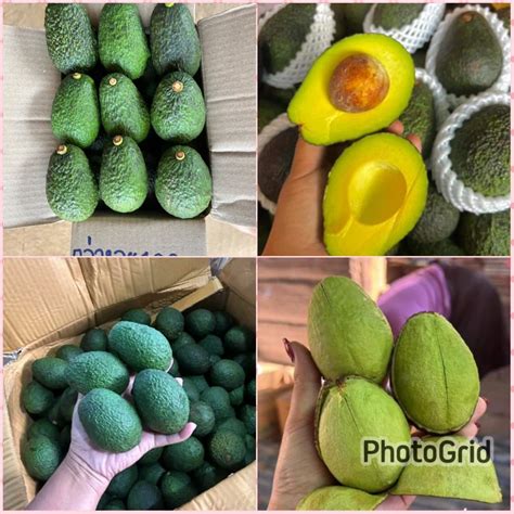 ชาวลำลูกกา 👑พันธุ์แฮสนิวซีแลนด์👑ราชาอโวคาโด้ ที่อร่อยที่สุด