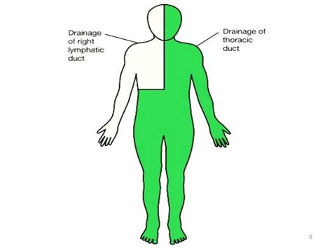 Right Lymphatic Duct Lymphatic Thoracic Duct Duct