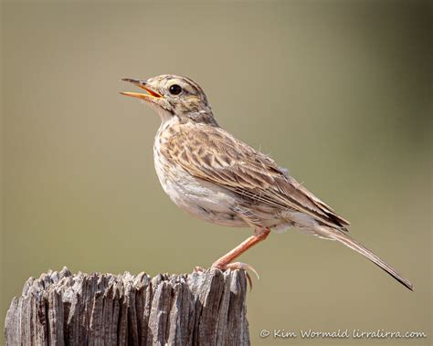 Pipit Lirralirra