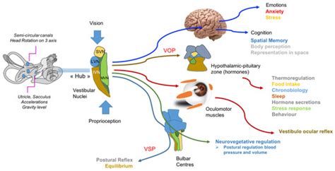 Hormones And Vestibular Disorders The Quest For Biomarkers