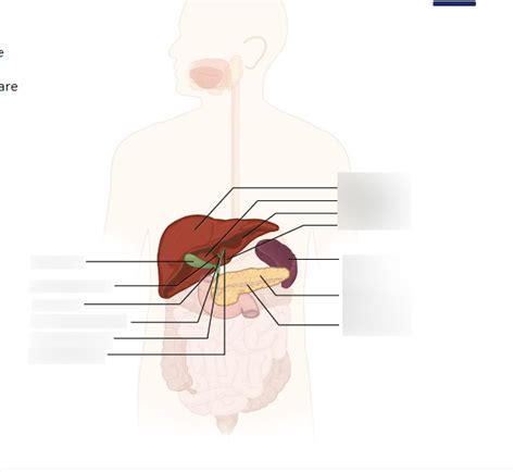 Digestive Accessory Organs Diagram Diagram Quizlet