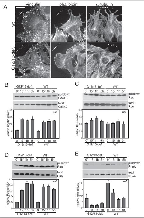 Figure 1 From Gα1213 Is Essential For Directed Cell Migration And