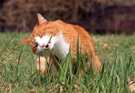 Why Do Cats Munch On Grass Unpacking The Mystery Of This Feline Habit