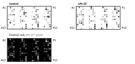 Phosphorylation Of Peptide Arrays By Cellular Lysates Of Unstimulated