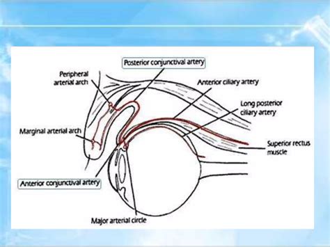 Anatomy Of Uvea Iris Cilliary Body Choroid Pdf