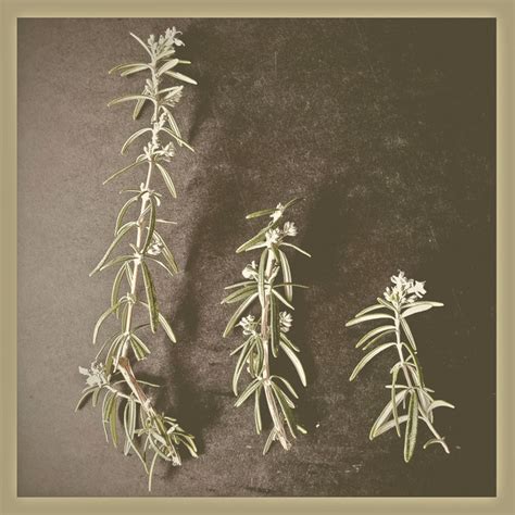 Bpm And Key For Songs By The Wobble Tree Tempo For The Wobble Tree Songs Songbpm