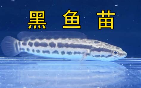 河边捡到一条小黑鱼，为了养他我花了3000元 熊乐乐大魔王 熊乐乐大魔王 哔哩哔哩视频