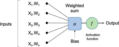 A Single Neuron Receiving Weighted Inputs Download Scientific Diagram