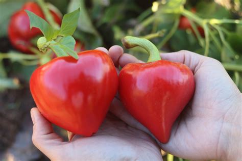 Lesya Pepper Sweet Peppers Annapolis Seeds Grown In Nova Scotia