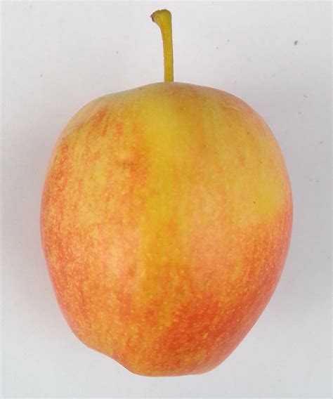 Object Detection On Fruits Object Detection Dataset And Pre Trained