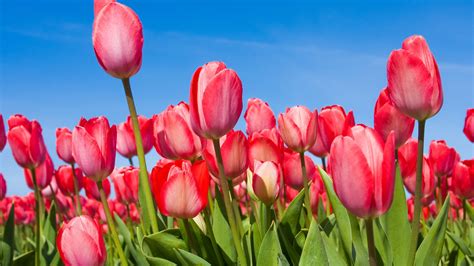 Tulip Wallpaper And Screensavers Wallpapersafari