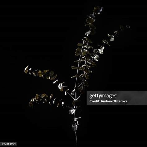 Drop Leaf Desk Photos And Premium High Res Pictures Getty Images