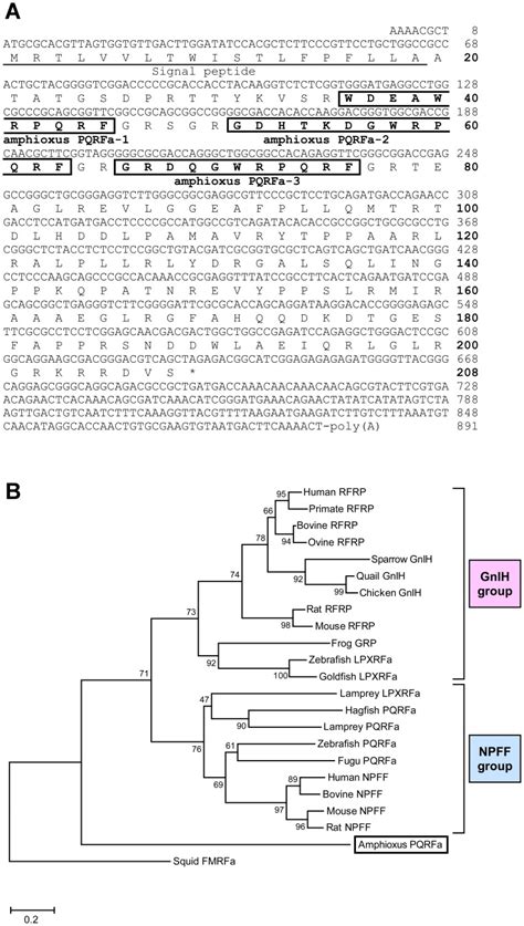 A Nucleotide Sequence And Deduced Amino Acid Sequence Of A Cdna Download Scientific Diagram