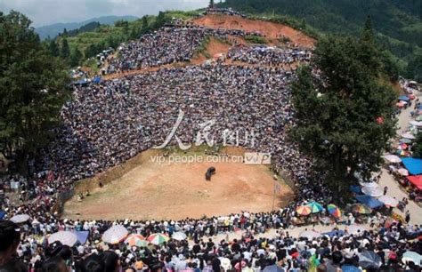 貴州從江苗家鬥牛慶豐收 場面激烈 每日頭條