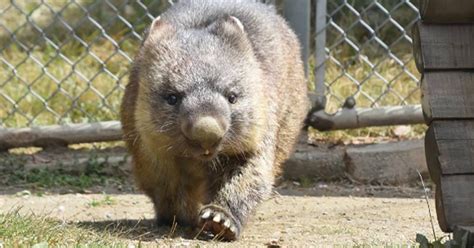 Wain El Wombat Que Desafía La Edad ¿cuál Es Su Secreto Para Ser El Más Viejo De Su Especie