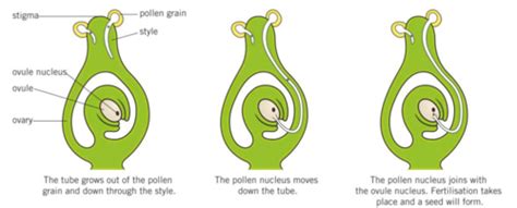 Fertilisation Germination Flashcards Quizlet