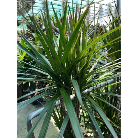 Dracaena Marginata 1 6m Shopee Singapore