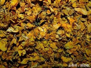 金蓮花行情看漲安徽亳州藥材市場價格穩步上揚 每日頭條