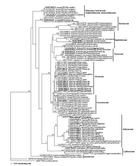 Phylogenetic Analysis Of Combined Data Of The ITS And The End Of The Download Scientific