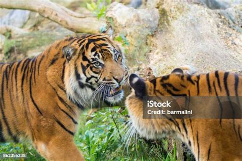 타이거 는 가장 큰 고양이 종 붉은 오렌지 모피는 더 가벼운 밑바닥으로에 어두운 수직 줄무늬의 그들의 패턴에 대 한 가장 잘 알려진 0명에 대한 스톡 사진 및 기타 이미지